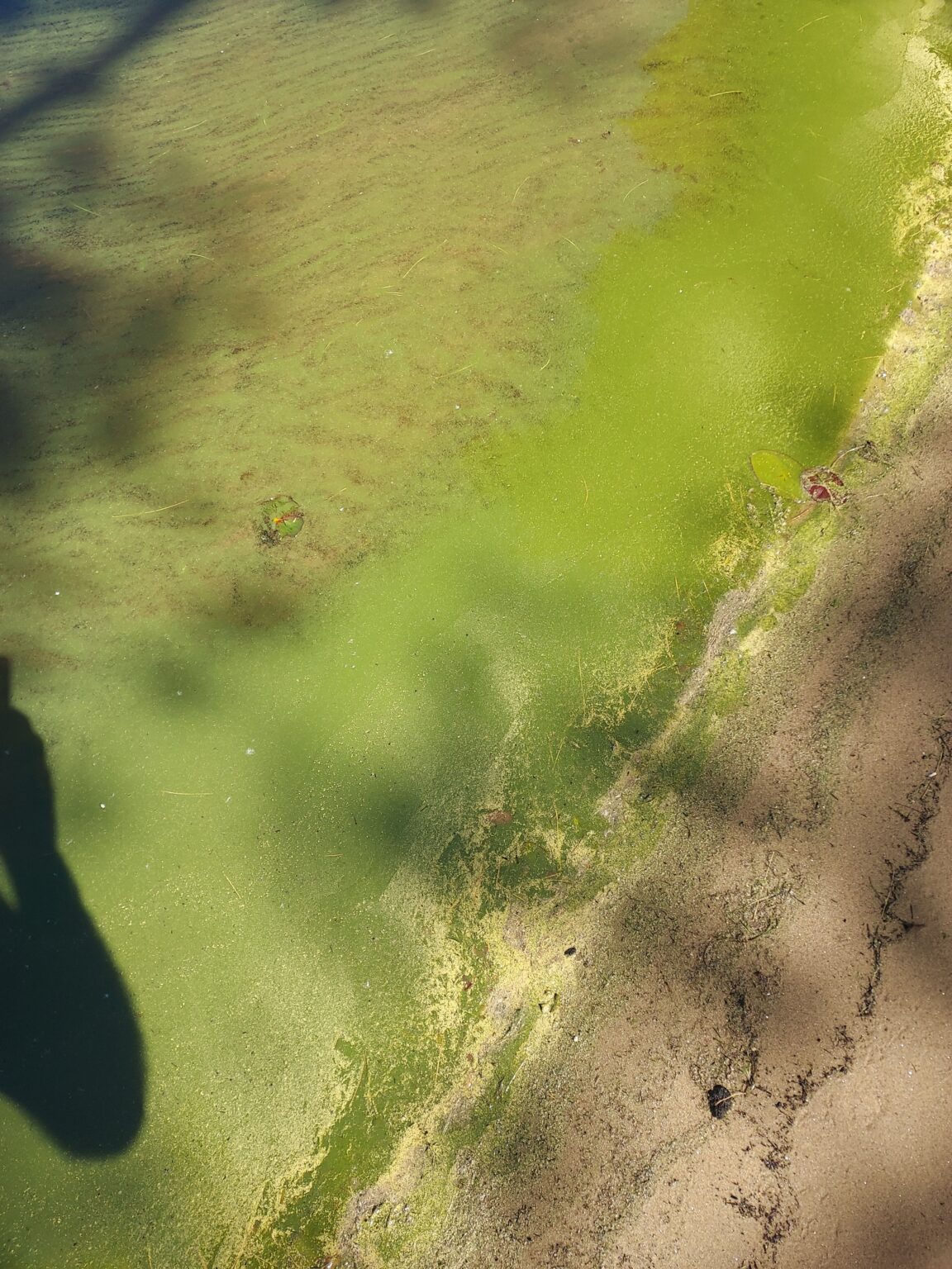 CYANOBACTERIA ADVISORY ISSUED – JUNE 4, 2024 | Province Lake Association